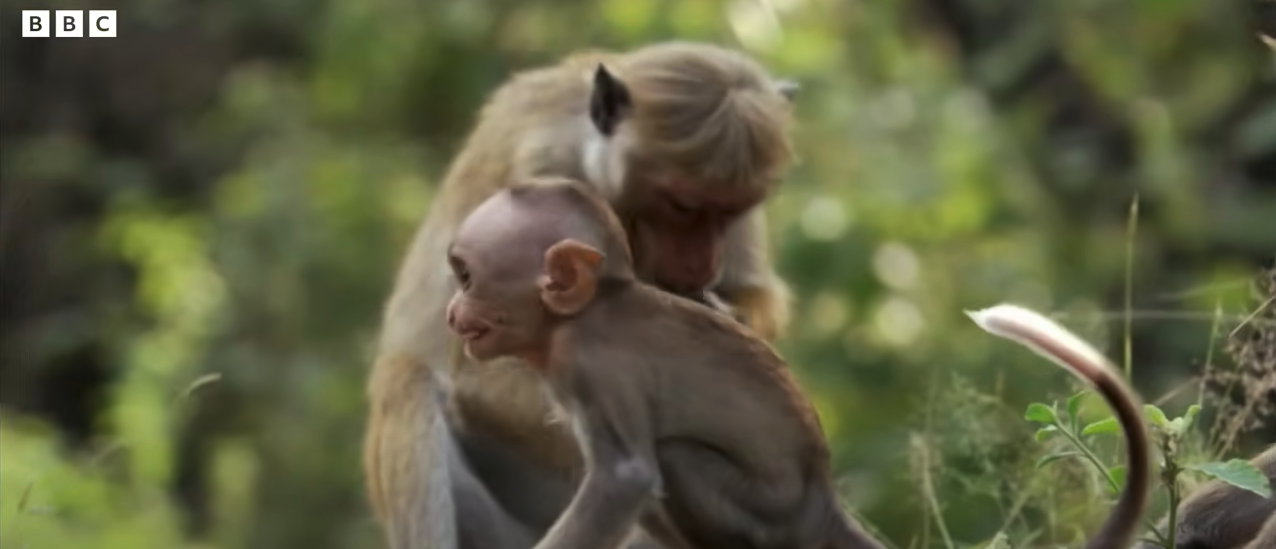 Ex-NIH Director Concealed Problems With ‘Pointless’ Baby Monkey Abuse ...